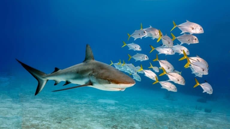 Shark Animal Facts - Selachimorpha - A-Z Animals