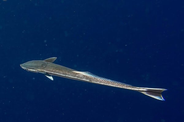 How Remoras Benefit from Riding Sharks and Whales - A-Z Animals