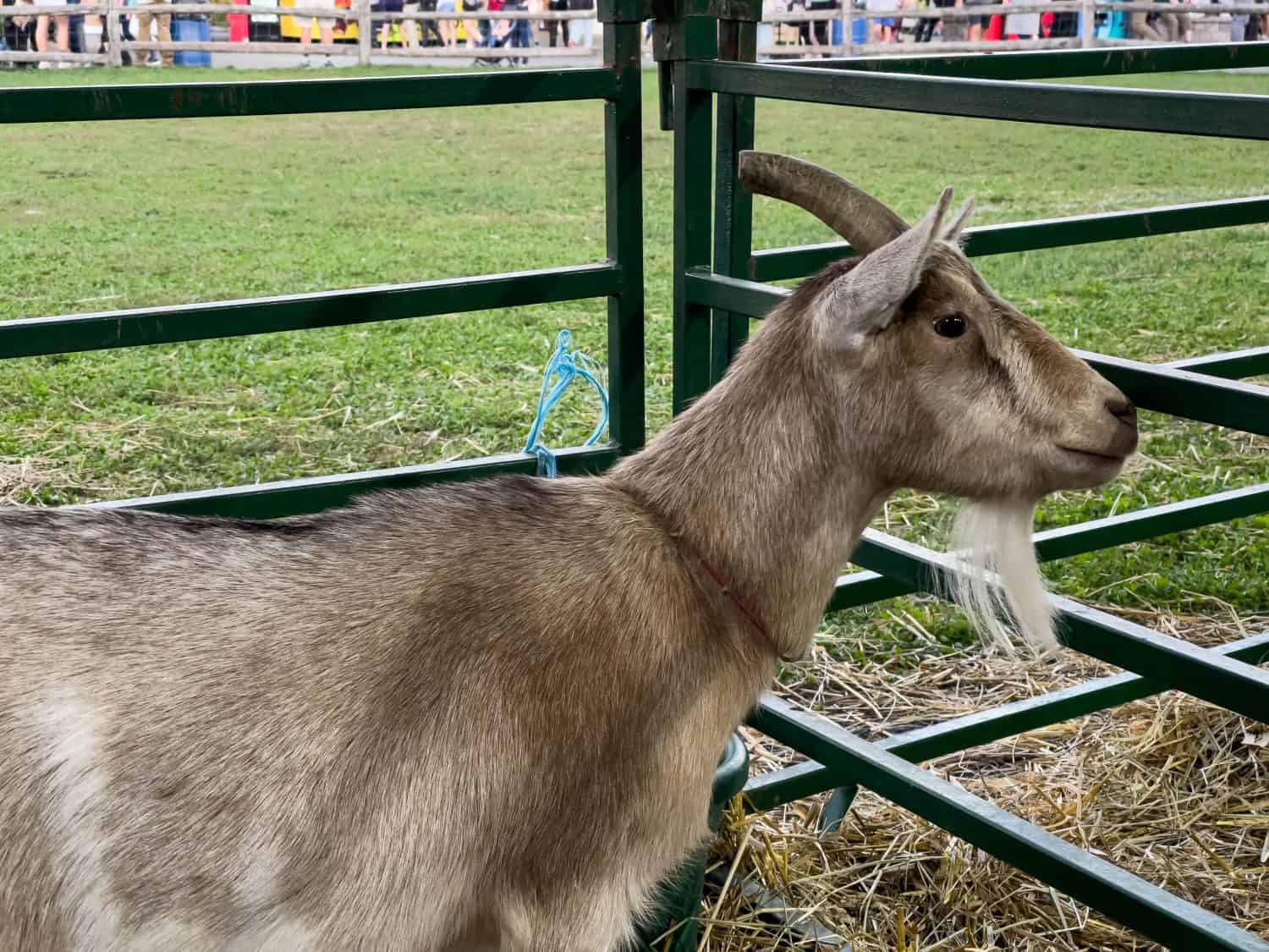 The Super Old State Fair That's Been Going Strong for 208 Years - A-Z ...