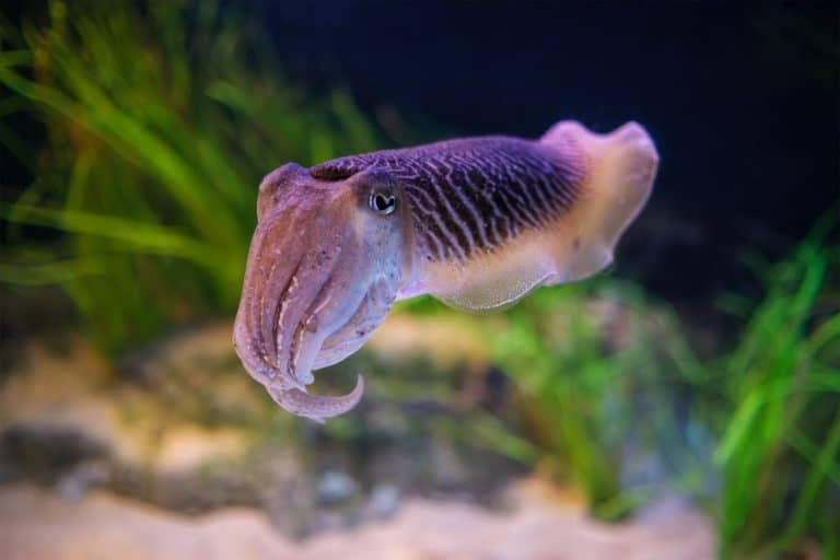 Cuttlefish Animal Pictures | A-Z Animals
