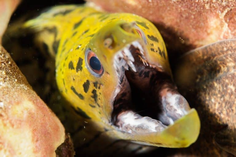 Alien vs. Predator: 10 Real-Life Animals Most Like These SciFi Villains ...