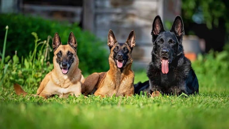 The Most Common Police Dog Breeds Around the World - A-Z Animals