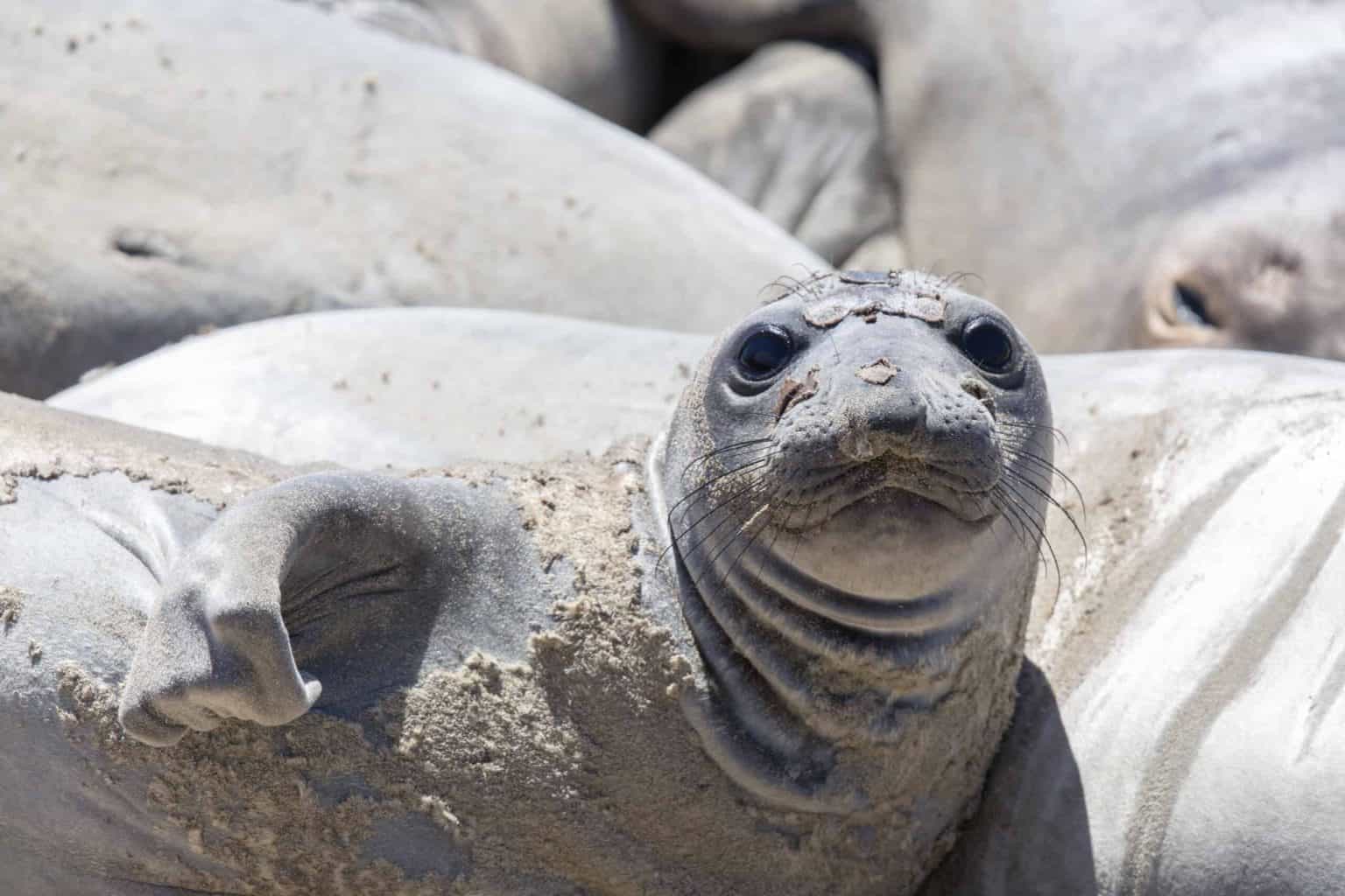 The Bloody Renewal: Inside the "Catastrophic Molt" of the Elephant Seal ...