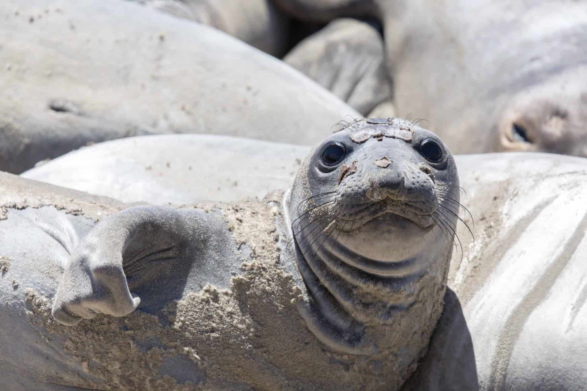 The Bloody Renewal: Inside the "Catastrophic Molt" of the Elephant Seal ...