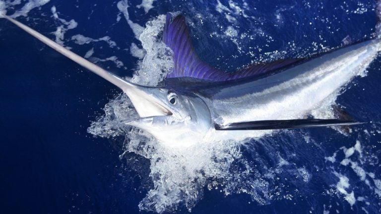 Exploring the Lives of Sailfish and Swordfish: A Comprehensive ...