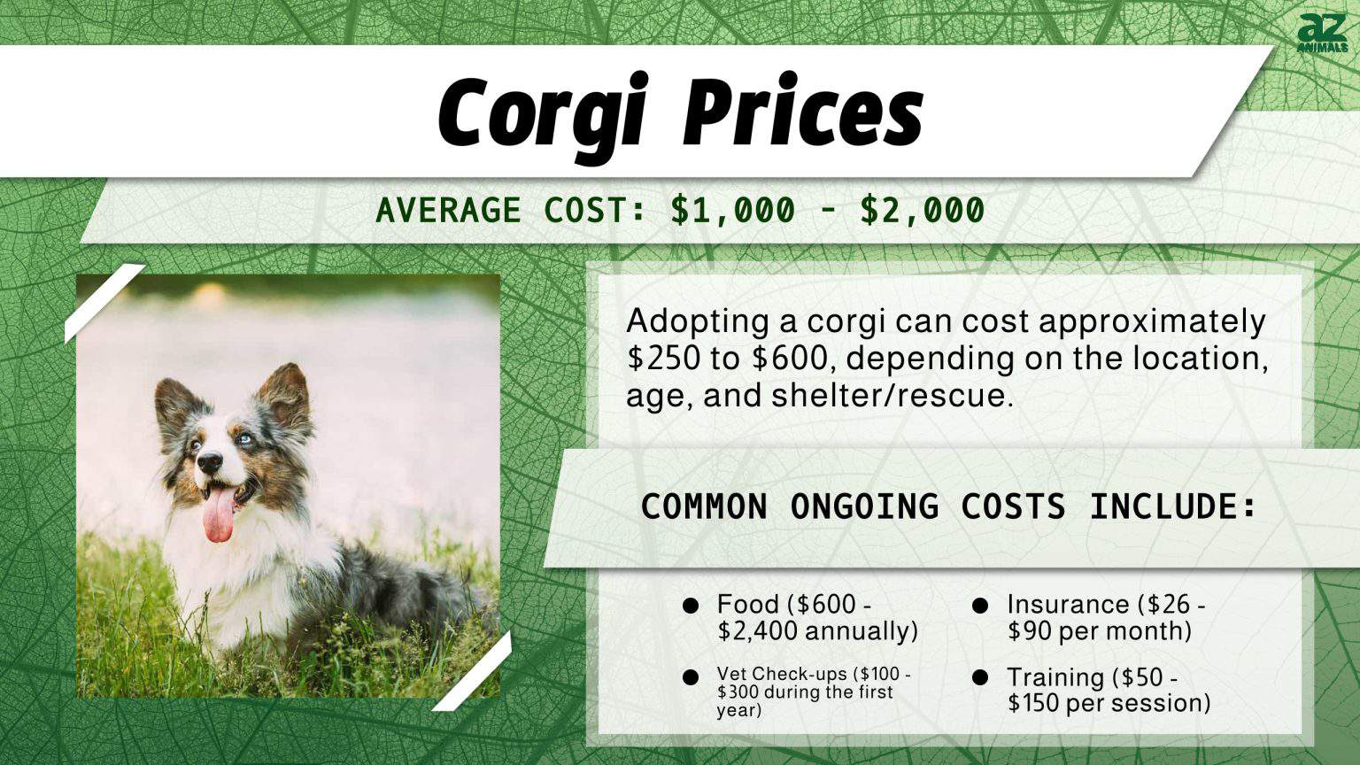 Corgi Prices in 2024: Purchase Cost, Vet Bills, and More! - A-Z Animals