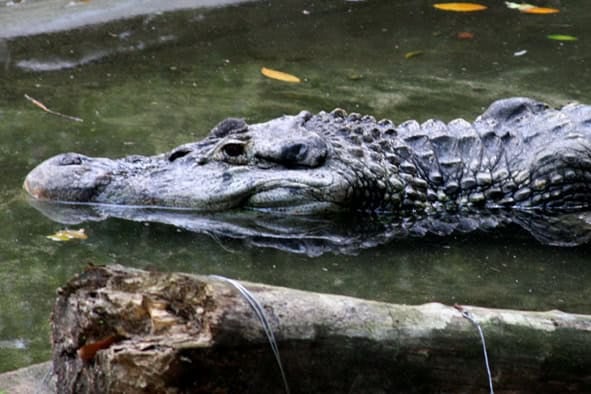 Discover the Largest Caiman Ever - A-Z Animals