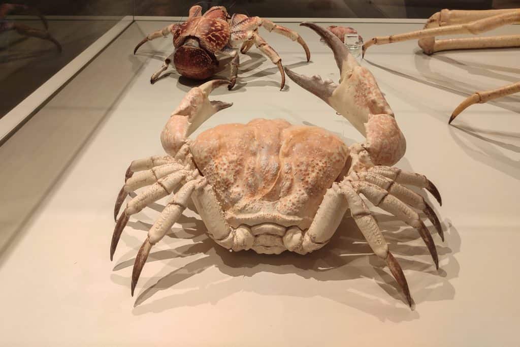 world record king crab size