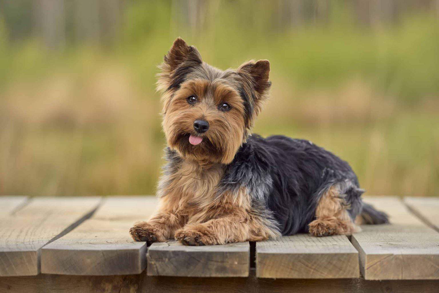 26 Dog Breeds With the Most Health Issues