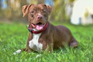 Discover 11 Rare and Unique Pitbull Colors - A-Z Animals