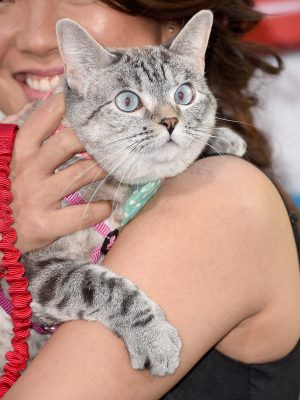 10 Famous Cats (Real and Fictional!) - A-Z Animals