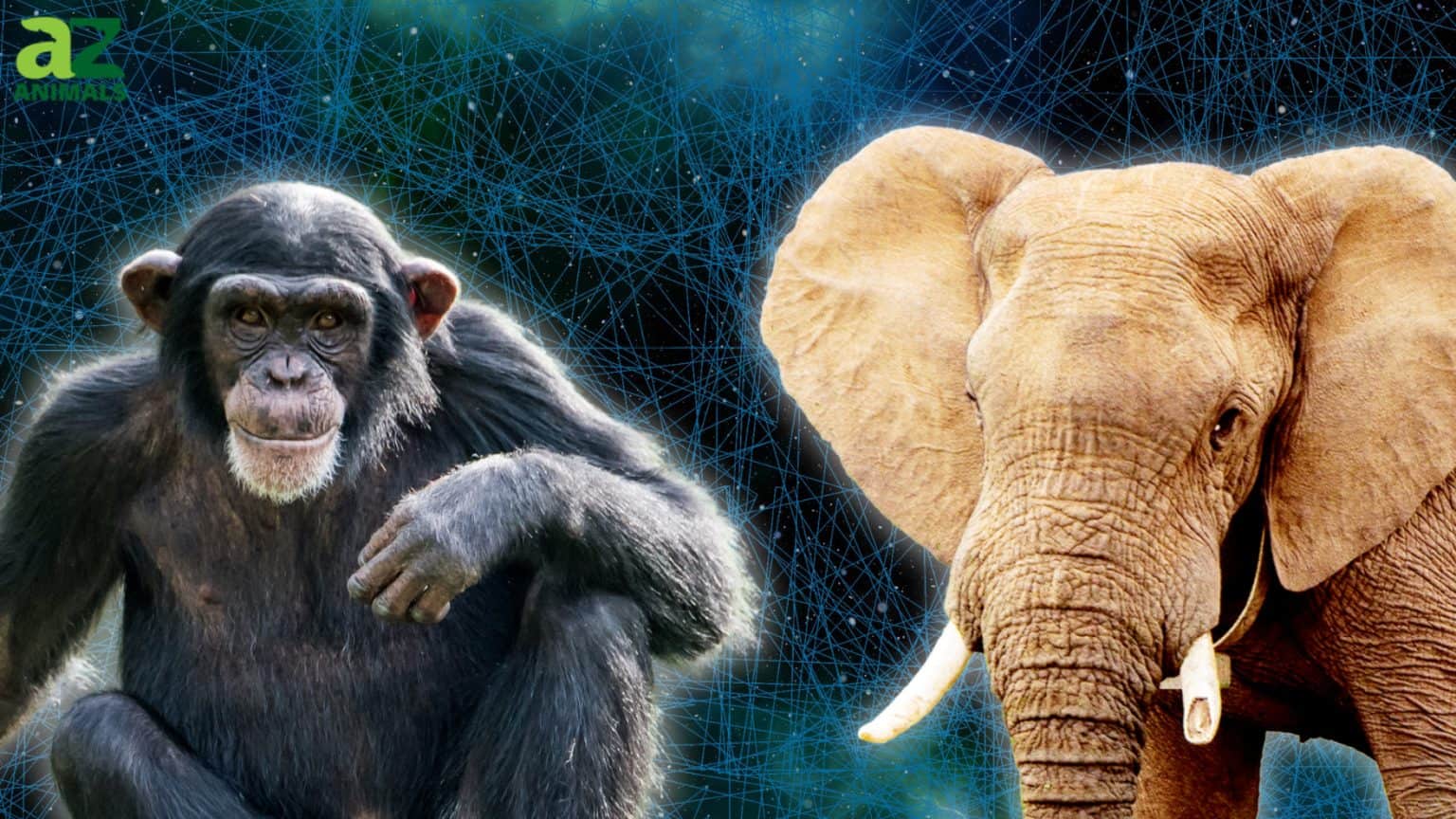 These 14 Animals Have the Absolute Best Memory - A-Z Animals