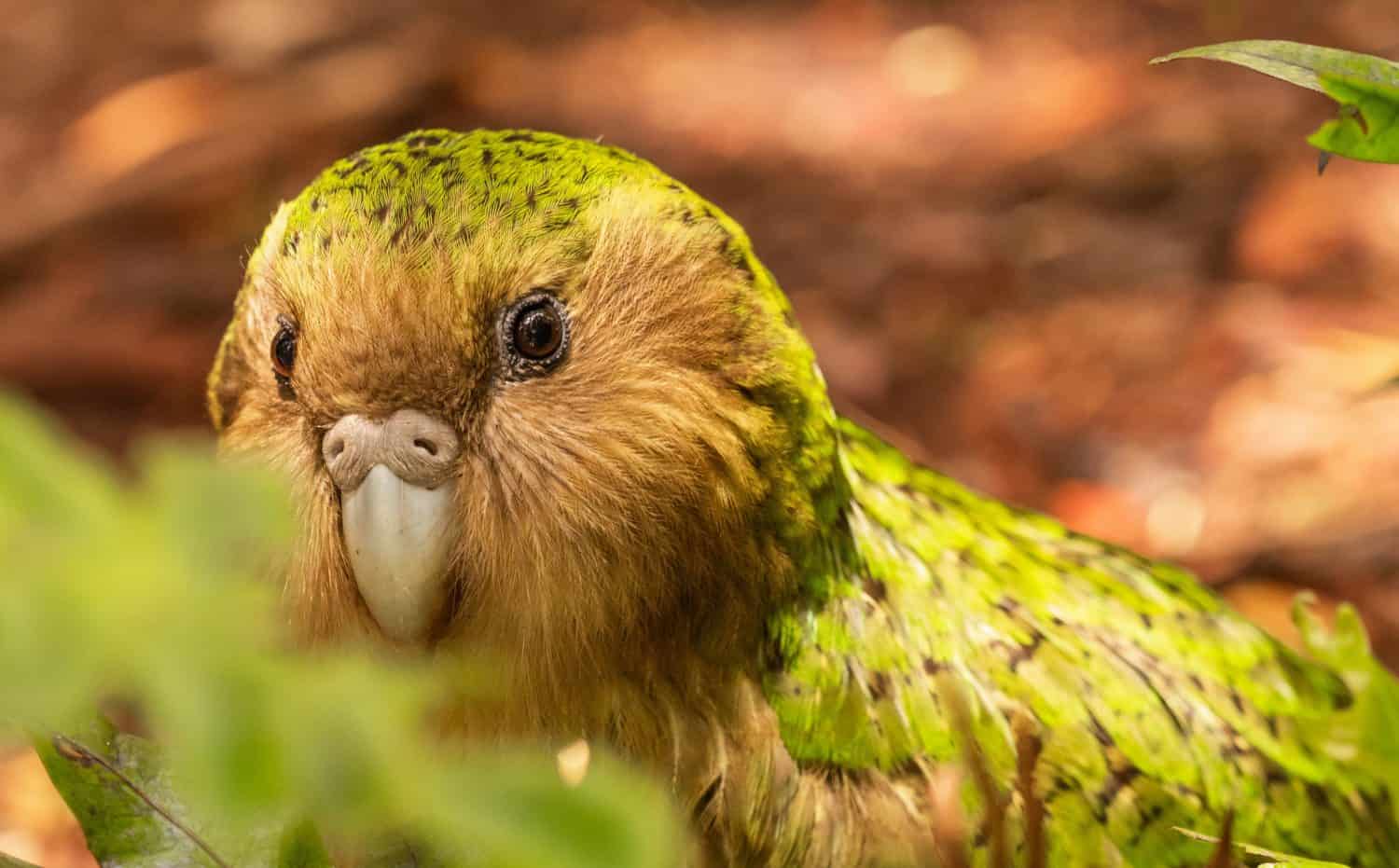 Meet the Kakapo, the World’s Heaviest Parrot - A-Z Animals