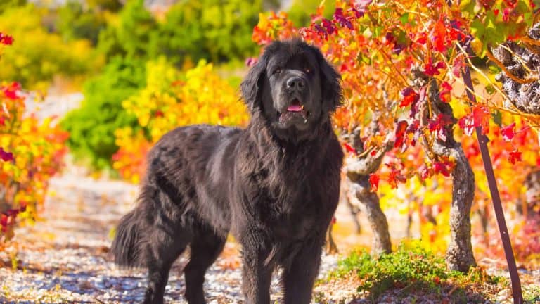 Exploring the Different Types of Police Dogs and Their Functions - A-Z ...