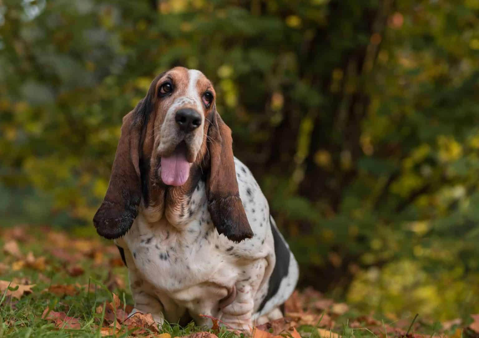 19 of the Most Calming Pets You Can Own - A-Z Animals Slideshows