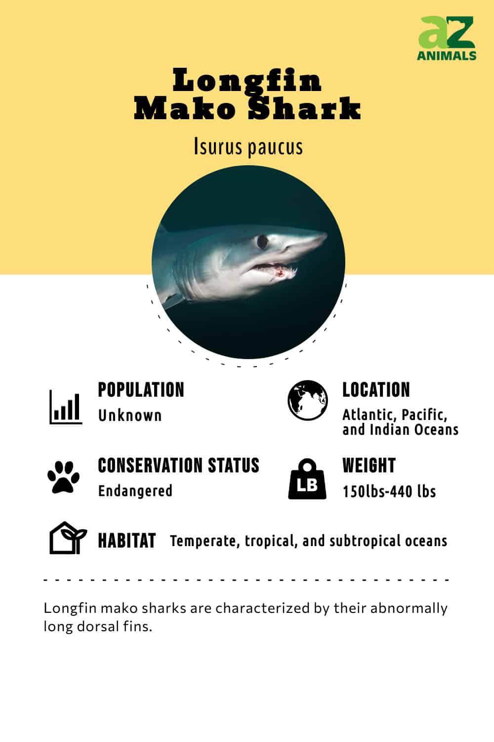 Longfin Mako Shark Animal Facts - Isurus paucus - A-Z Animals