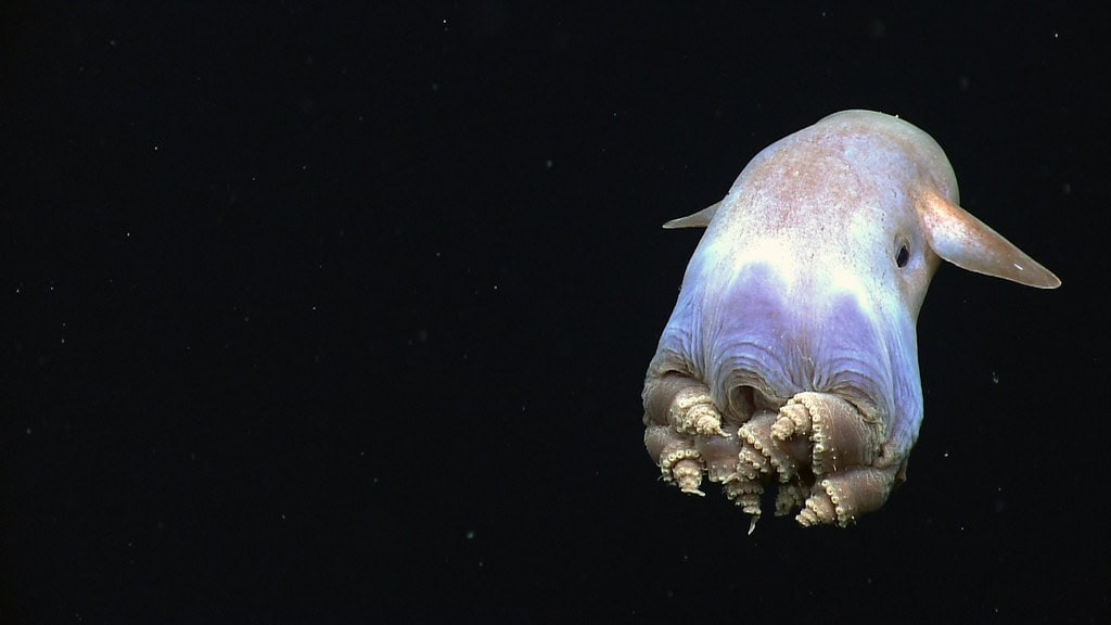 Rare Dumbo Octopus Spotted Near Underwater Volcano in California - A-Z ...