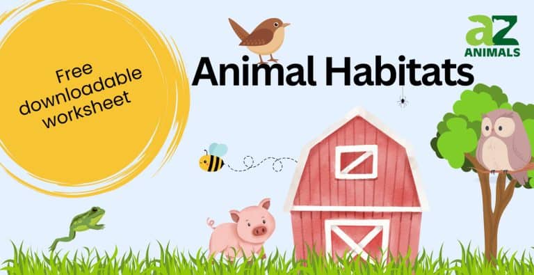 Learn About Animal Habitats: A Free Downloadable Worksheet - A-Z Animals