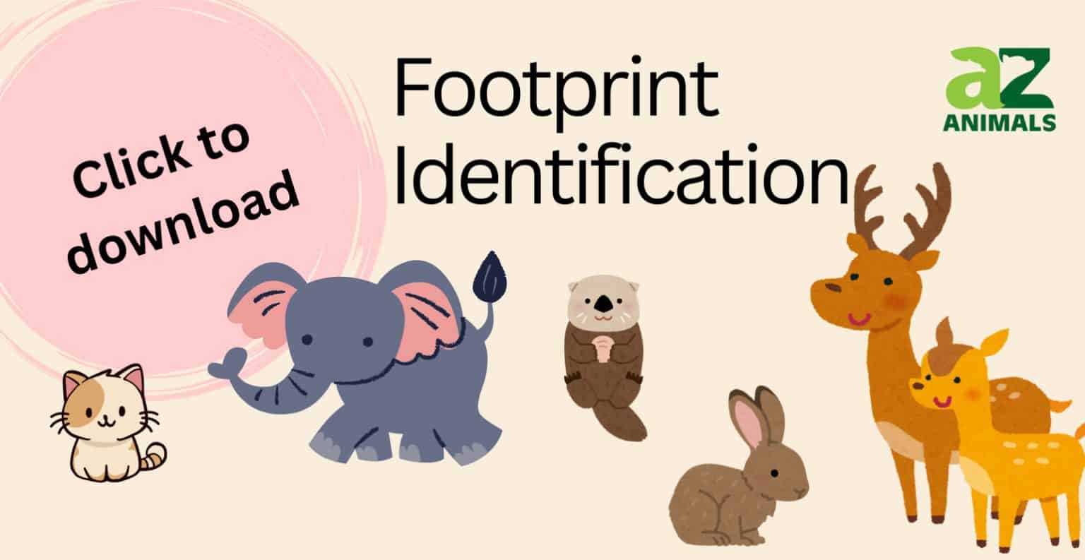 Match the Animal to Their Footprints - A-Z Animals