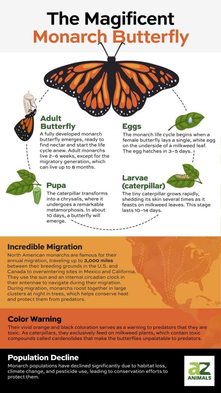 How to Spot Migrating Monarch Butterflies in Indiana - A-Z Animals