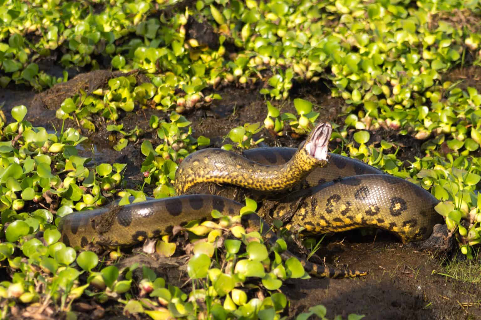 This Giant Anaconda Is So Big It Stops Traffic and Attacks a Car - A-Z ...