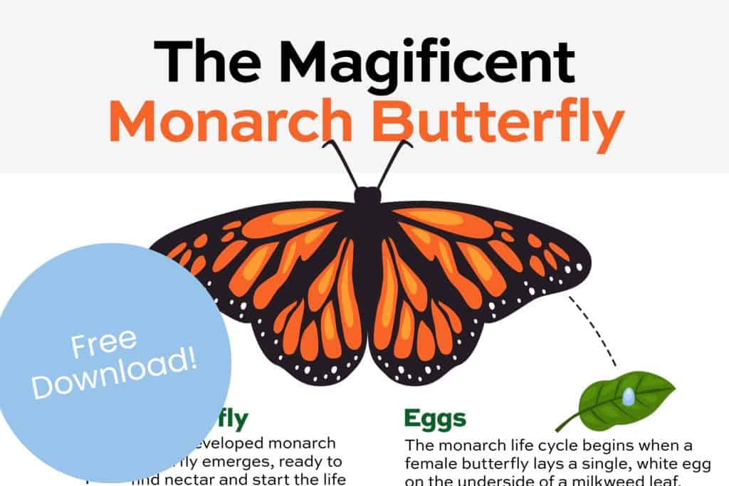A Visual Guide to Monarch Butterflies - A-Z Animals