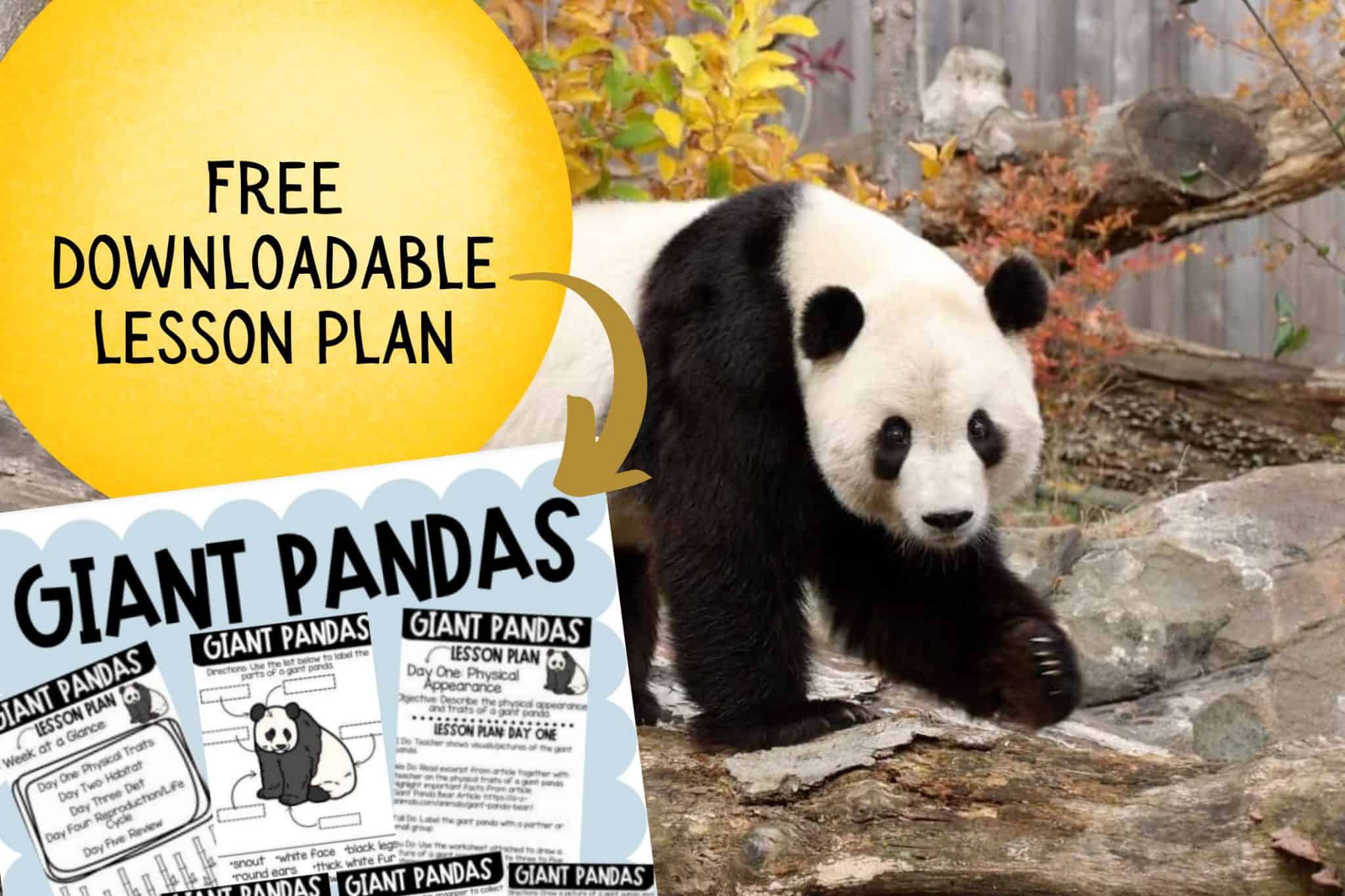Giant Panda Downloadable Lesson Plan - A-Z Animals