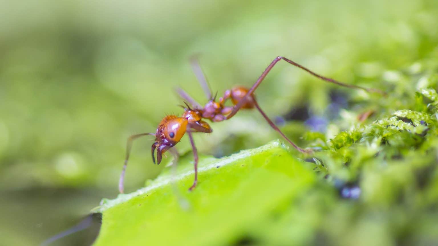 Comparing Ants and Termites: An Irritating Insect Examination - A-Z Animals