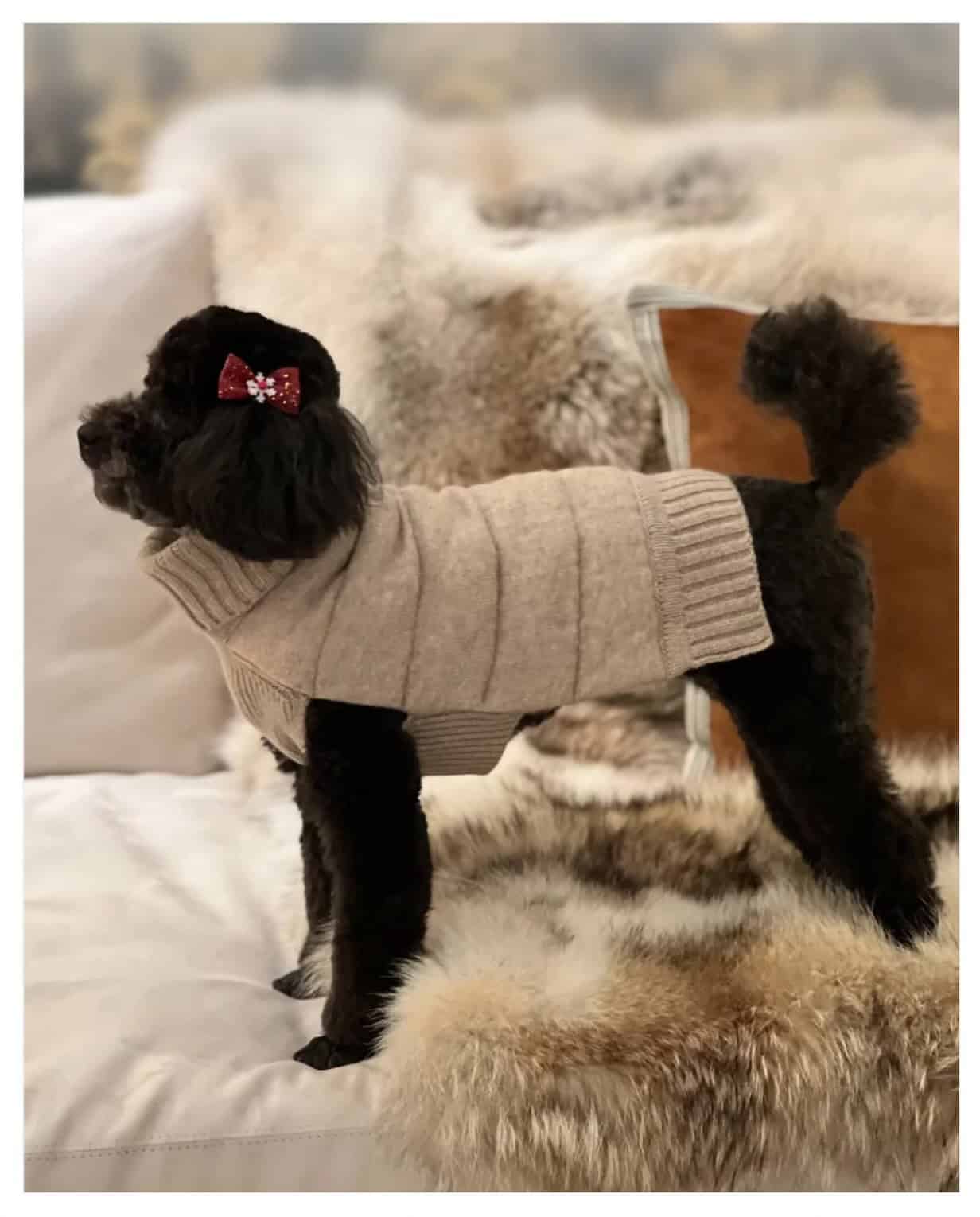7 Cozy Dog Sweaters That Will Keep Your Pooch Stylishly Warm