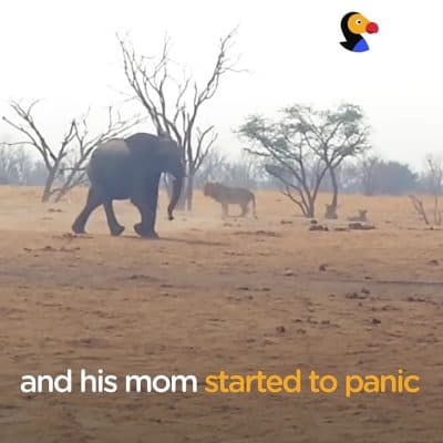 Elephants Show Incredible Acts of Compassion When Herd Members Are in ...