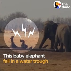 Elephants Show Incredible Acts of Compassion When Herd Members Are in ...