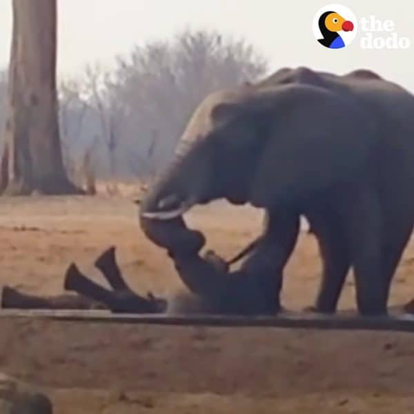 Elephants Show Incredible Acts of Compassion When Herd Members Are in ...