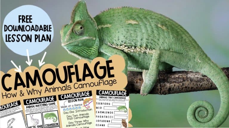 How and Why Animals Camouflage: A Free Downloadable Lesson Plan - A-Z ...