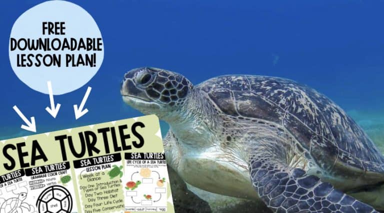 All About Sea Turtles: A Free Lesson Plan - A-Z Animals