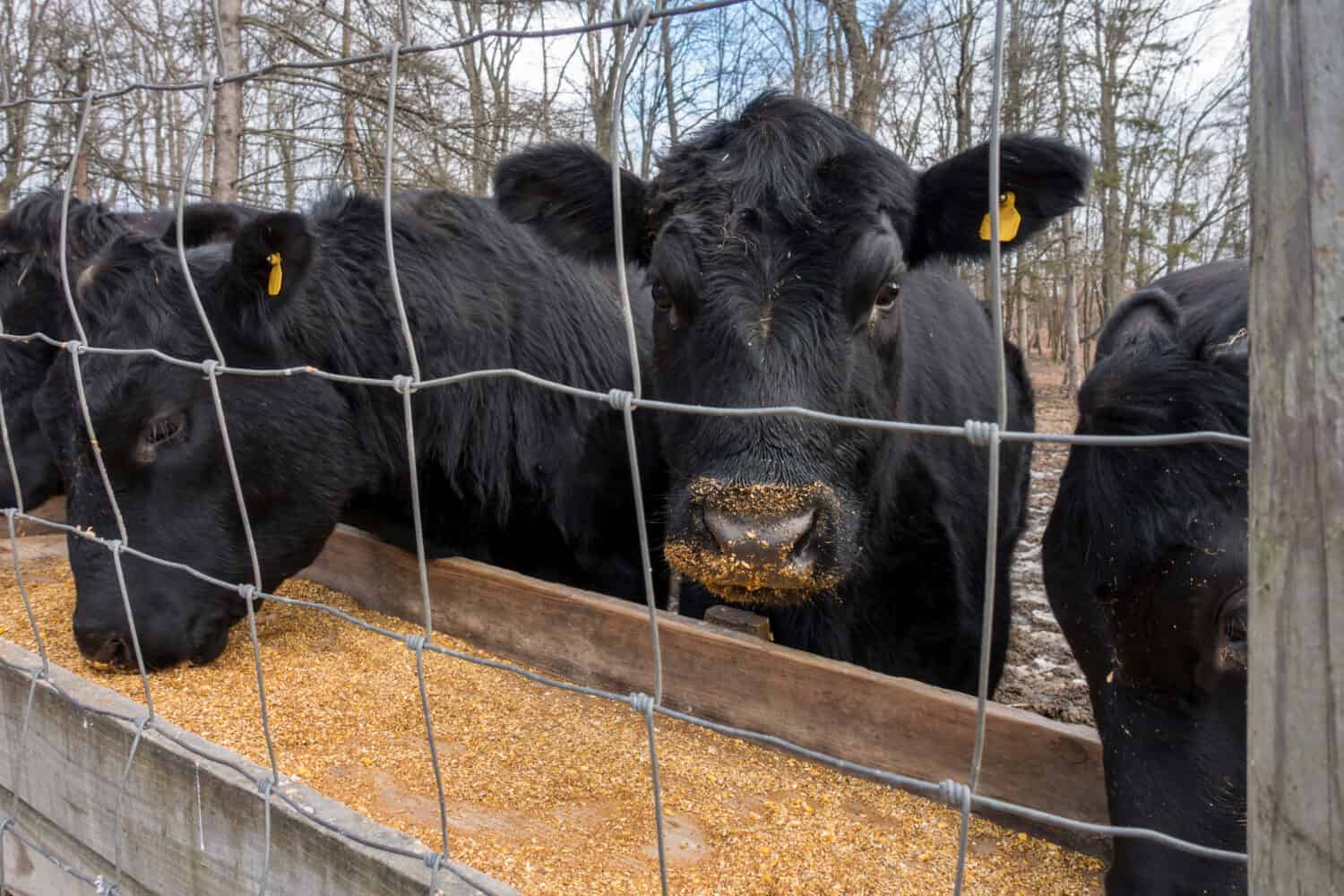 Why October 2 Is a Turning Point for Farmed Animals, Climate, and Our ...