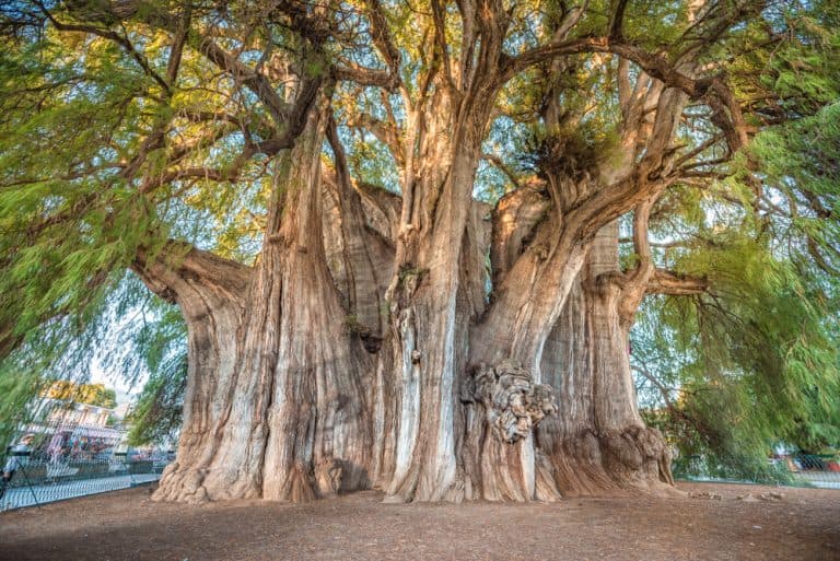 The 10 Largest Trees in the World - A-Z Animals