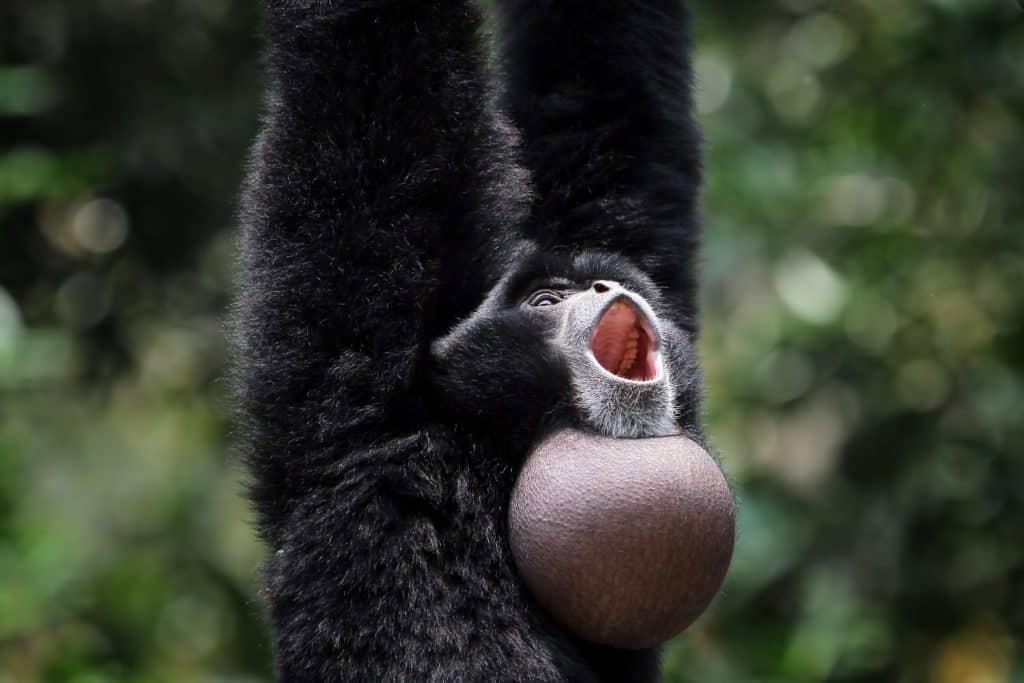 Why Do Gibbons Scream? - A-Z Animals