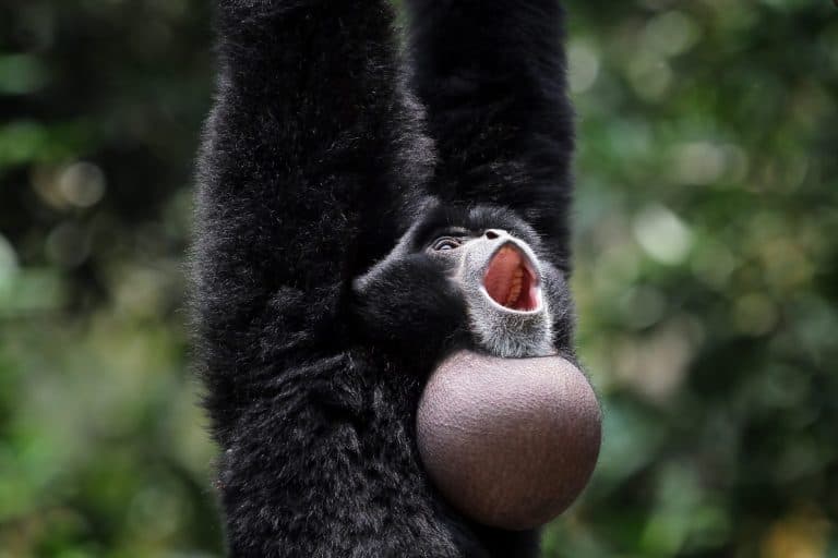Why Do Gibbons Scream? - A-Z Animals