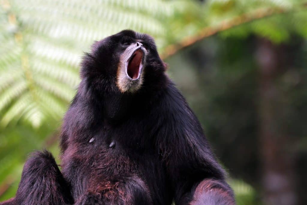 Why Do Gibbons Scream? - A-Z Animals