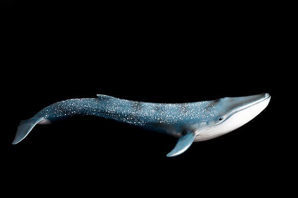 Killer Whale Diet Explained - A-Z Animals Slideshows