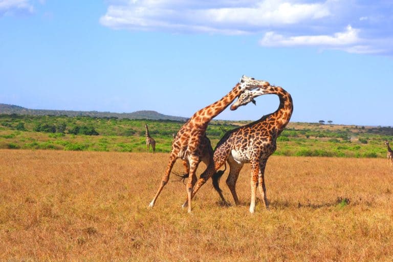 The Tallest Giraffe Ever Was 20 Feet High! - A-Z Animals Slideshows