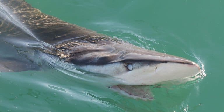 Did You Know That Sharks Have Different Personalities? Plus 9 Other ...