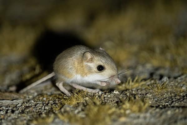 Meet the Animals Living in Red Rock Canyon State Park in California - A ...