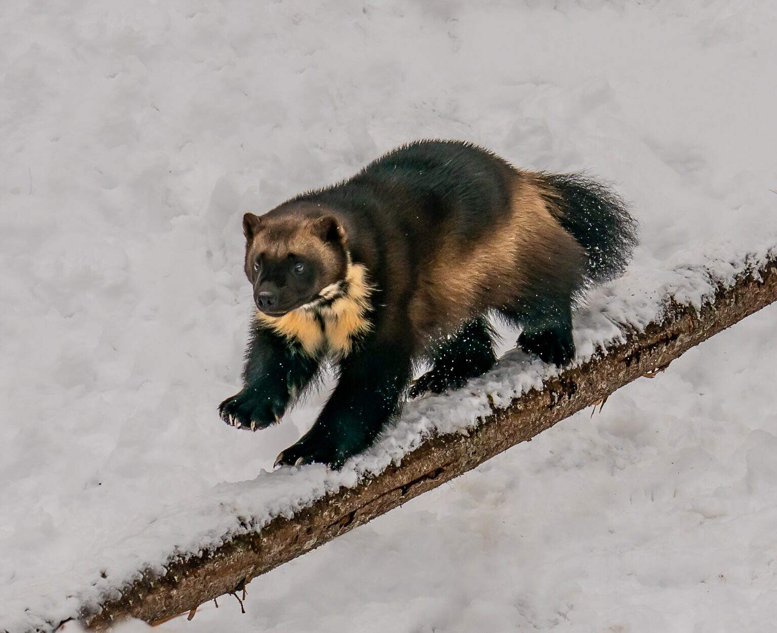 The States with the Most Wolverines in the USA - A-Z Animals