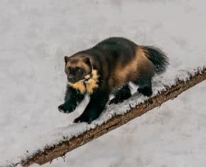 Why Wolverines Might Be Making a Comeback in Colorado - A-Z Animals