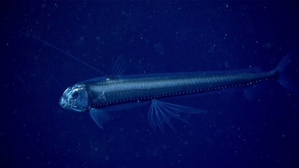 Viperfish Animal Facts - Chauliodus - A-Z Animals
