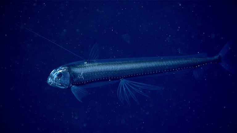 This Rare Jellyfish Lives 13,000 Feet Below the Ocean's Surface — and ...