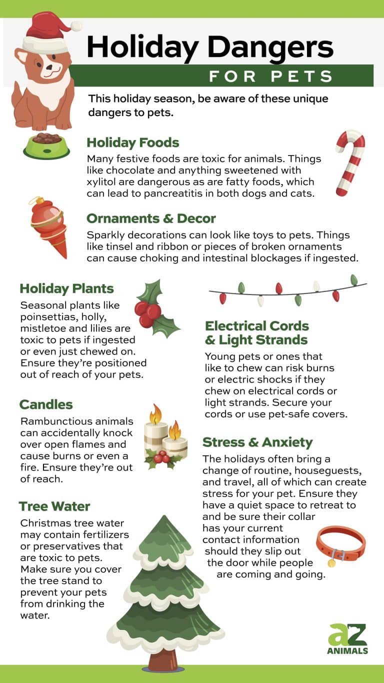 The Most Common Holiday Dangers for Pets - A-Z Animals