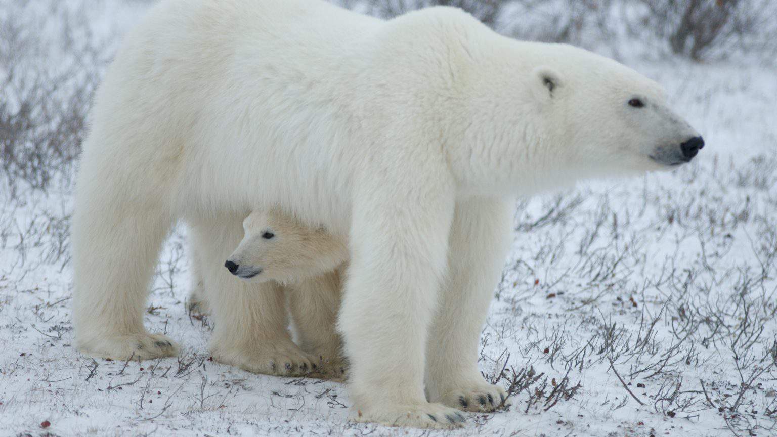 The Largest Predators Found in Every U.S. State - A-Z Animals