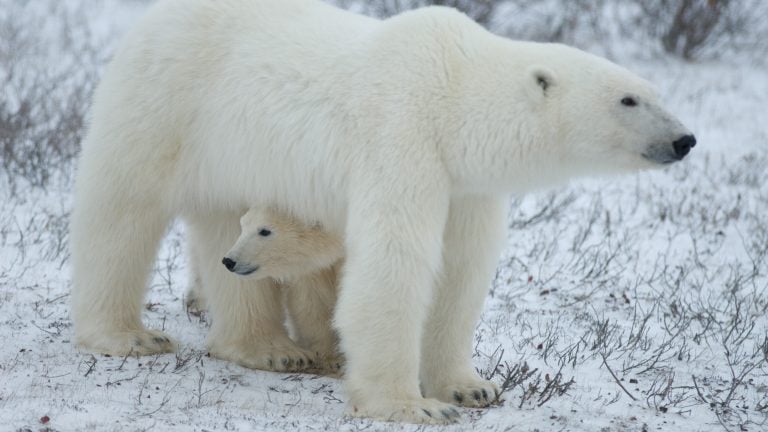 The Largest Predators Found in Every U.S. State - A-Z Animals